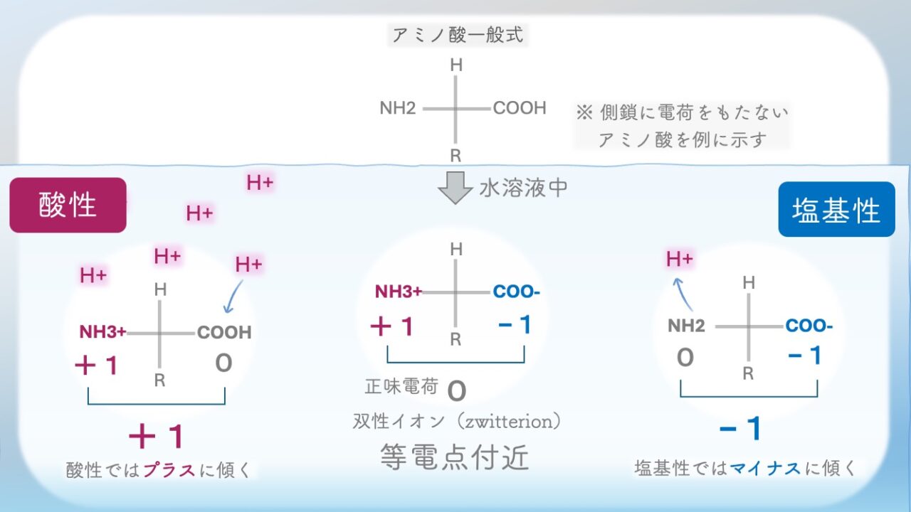 アミノ酸滴定曲線を glycineグリシンで完全理解｜pKa・等電点・緩衝域がつながる｜はじめての生化学